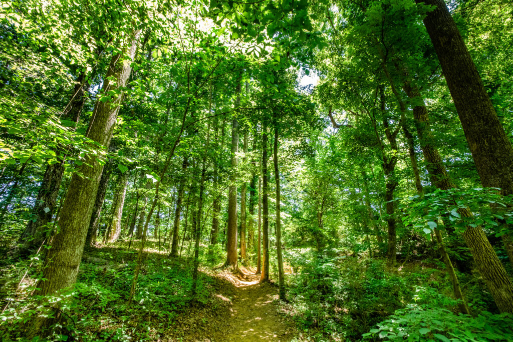 Duke Kimbrell Trail - Historic Belmont