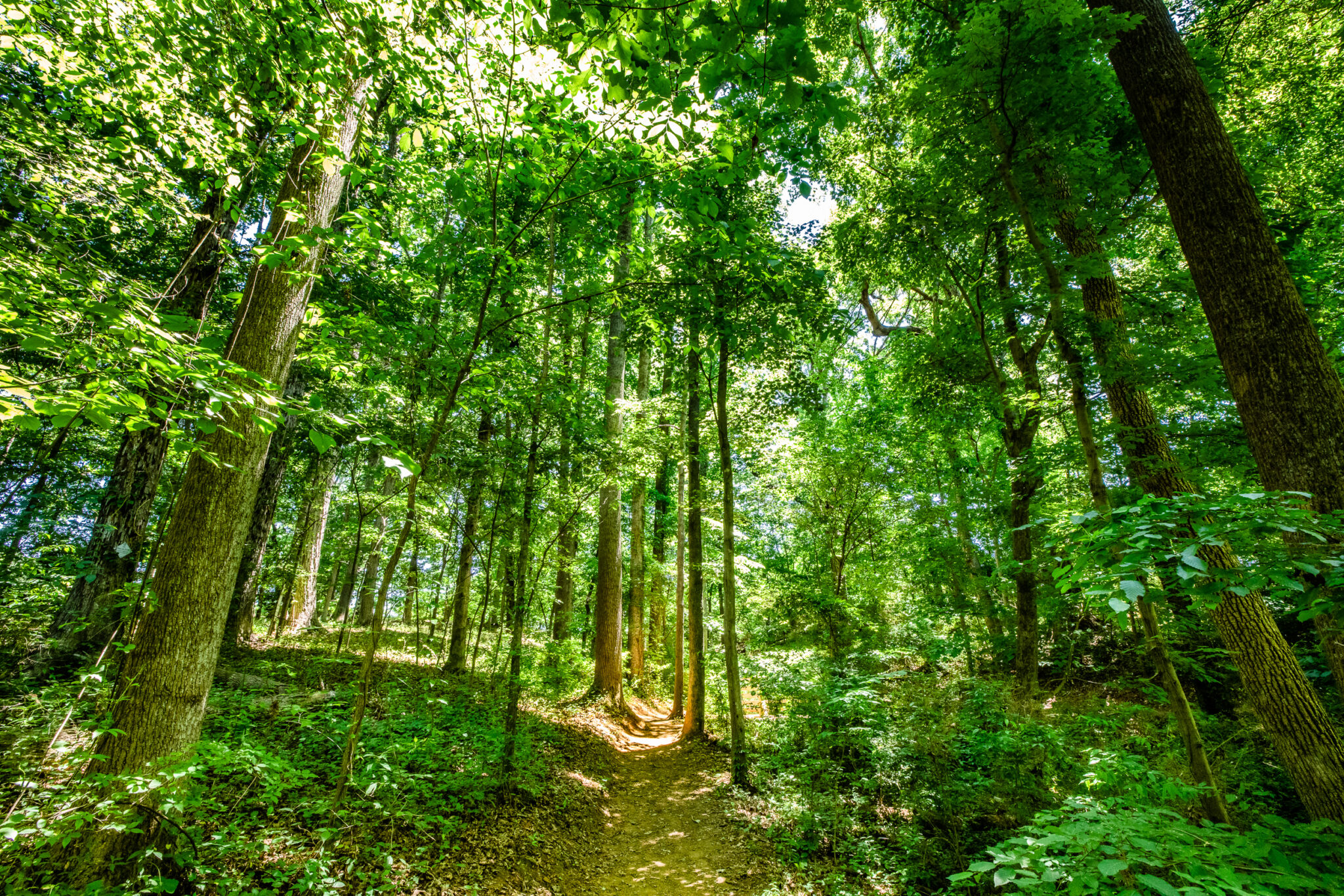 Duke Kimbrell Trail - Historic Belmont